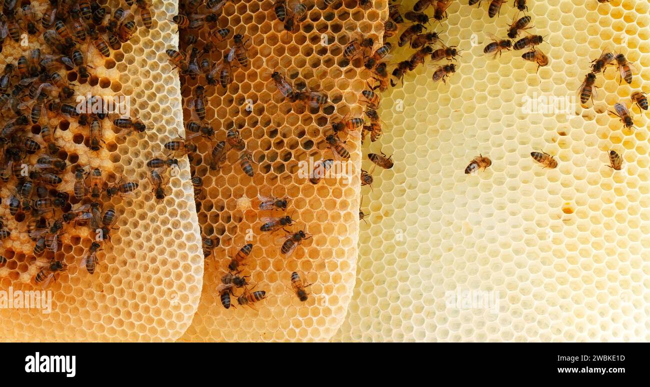 European Honey Bees, apis mellifera, Black Bees working on Brood Frame ...