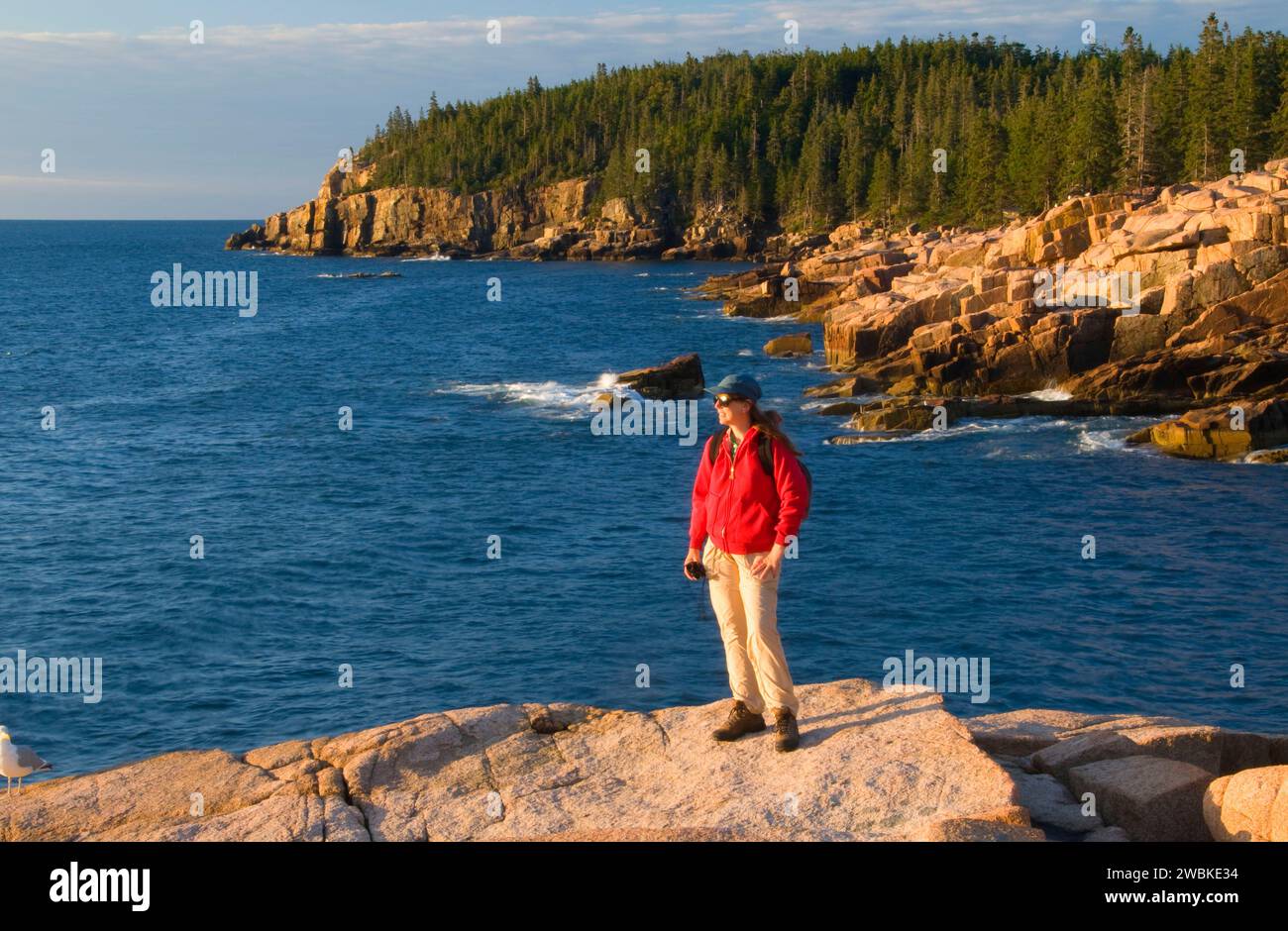 Rocky shoreline viewing to Otter Cliff from Ocean Path, Acadia National ...