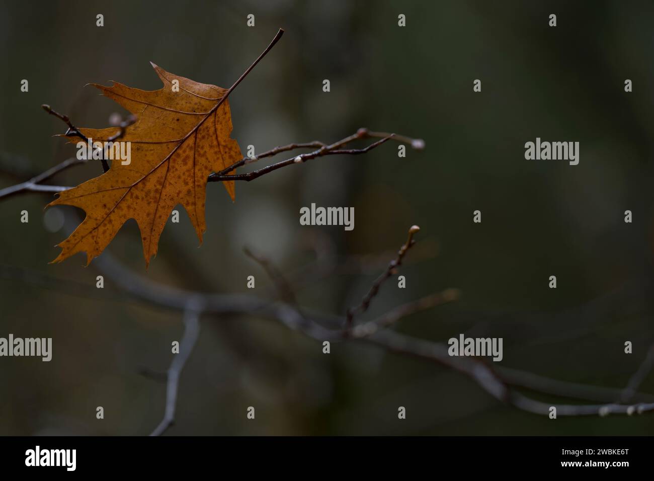 a fallen leaf of a red oak has got stuck in the branches, Germany Stock ...