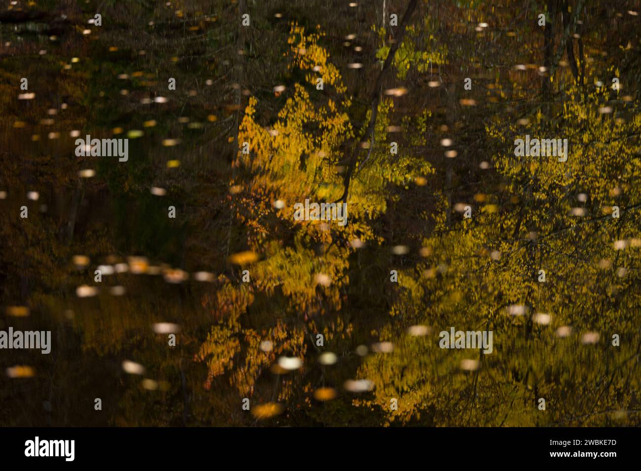 Trees in autumn colors are reflected in the dark water of a lake ...