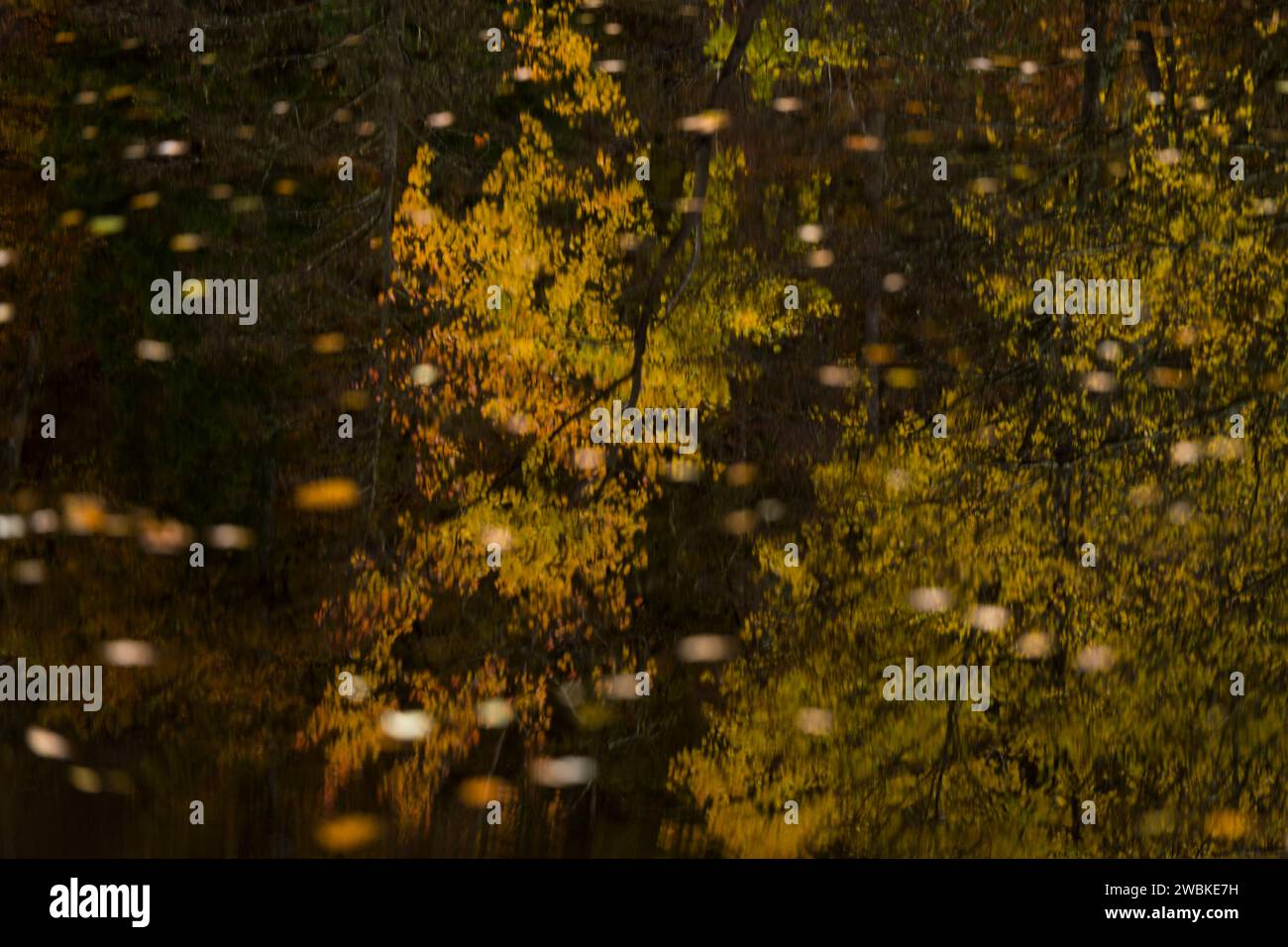 Trees in autumn colors are reflected in the dark water of a lake ...