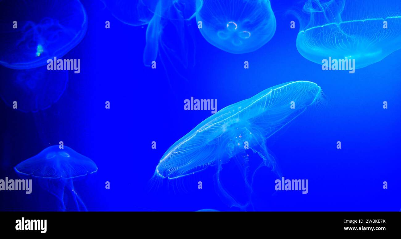 Common Jellyfish or Moon Jellyfish, urelia aurita, Group Swimming Stock ...