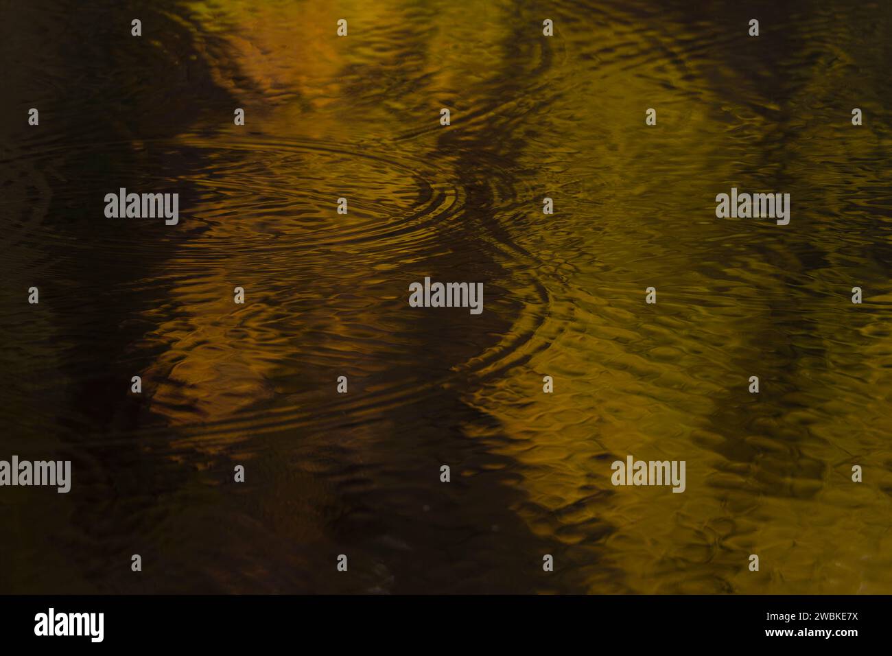 small waves and circles on the surface of a lake, golden light ...