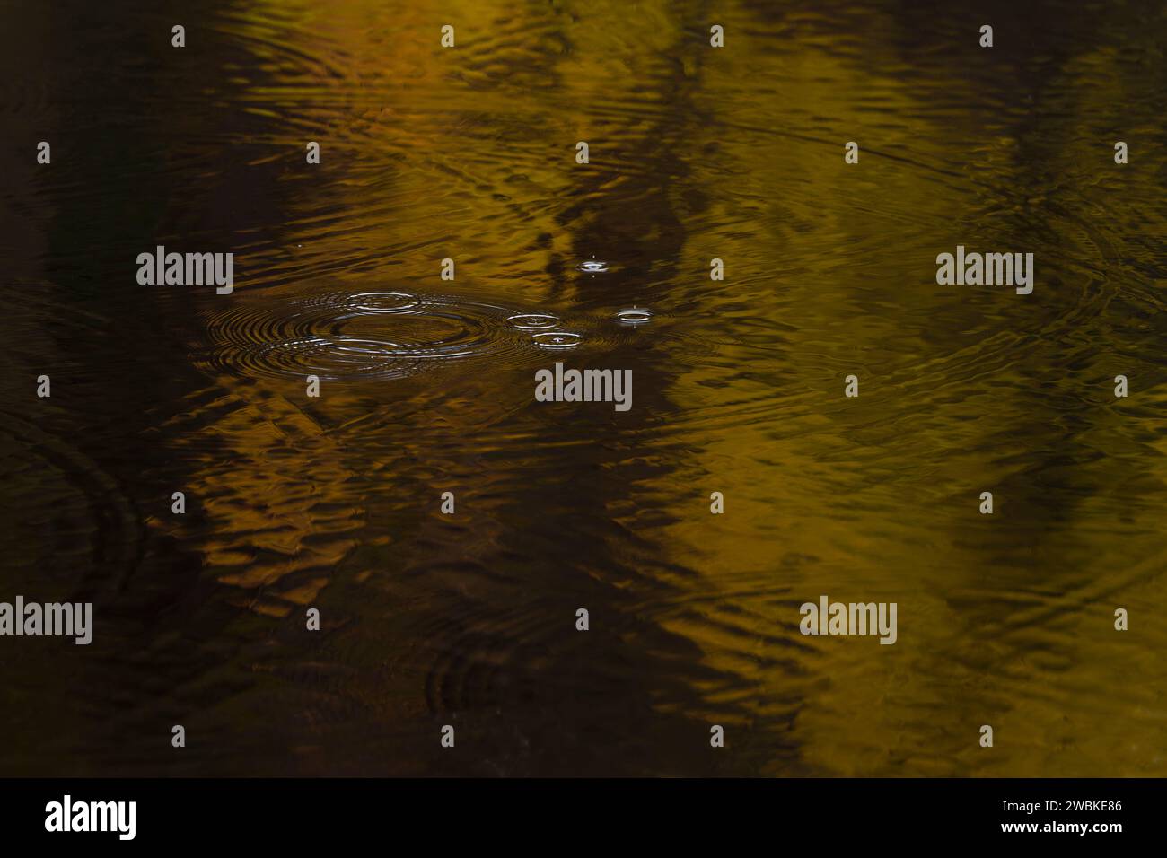 small waves and circles caused by drops on the surface of a lake ...