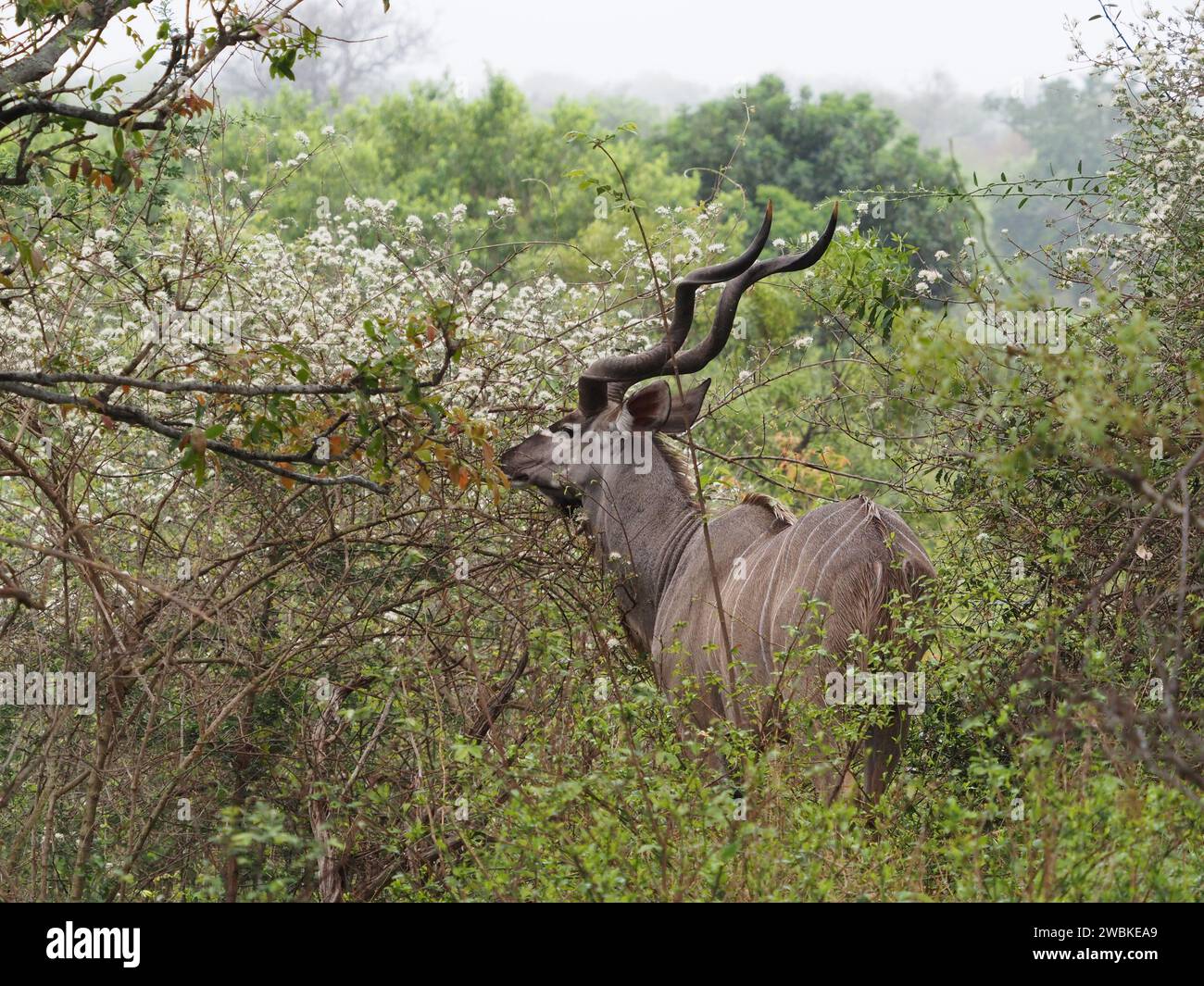 Male greater Kudu (tragelaphus strepciceros) eating leaves in the bush ...