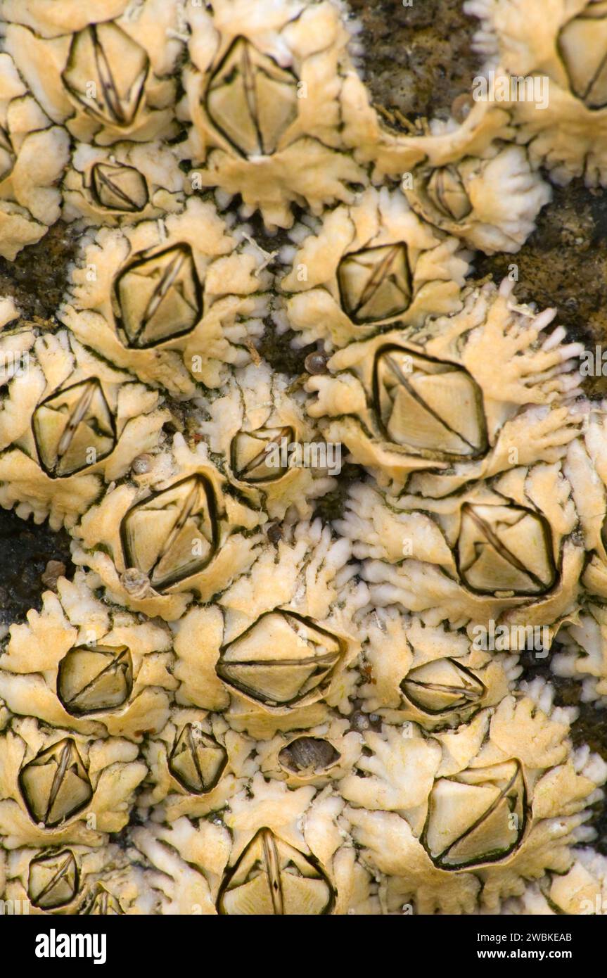 Pretty Marsh barnacles, Acadia National Park, Maine Stock Photo - Alamy