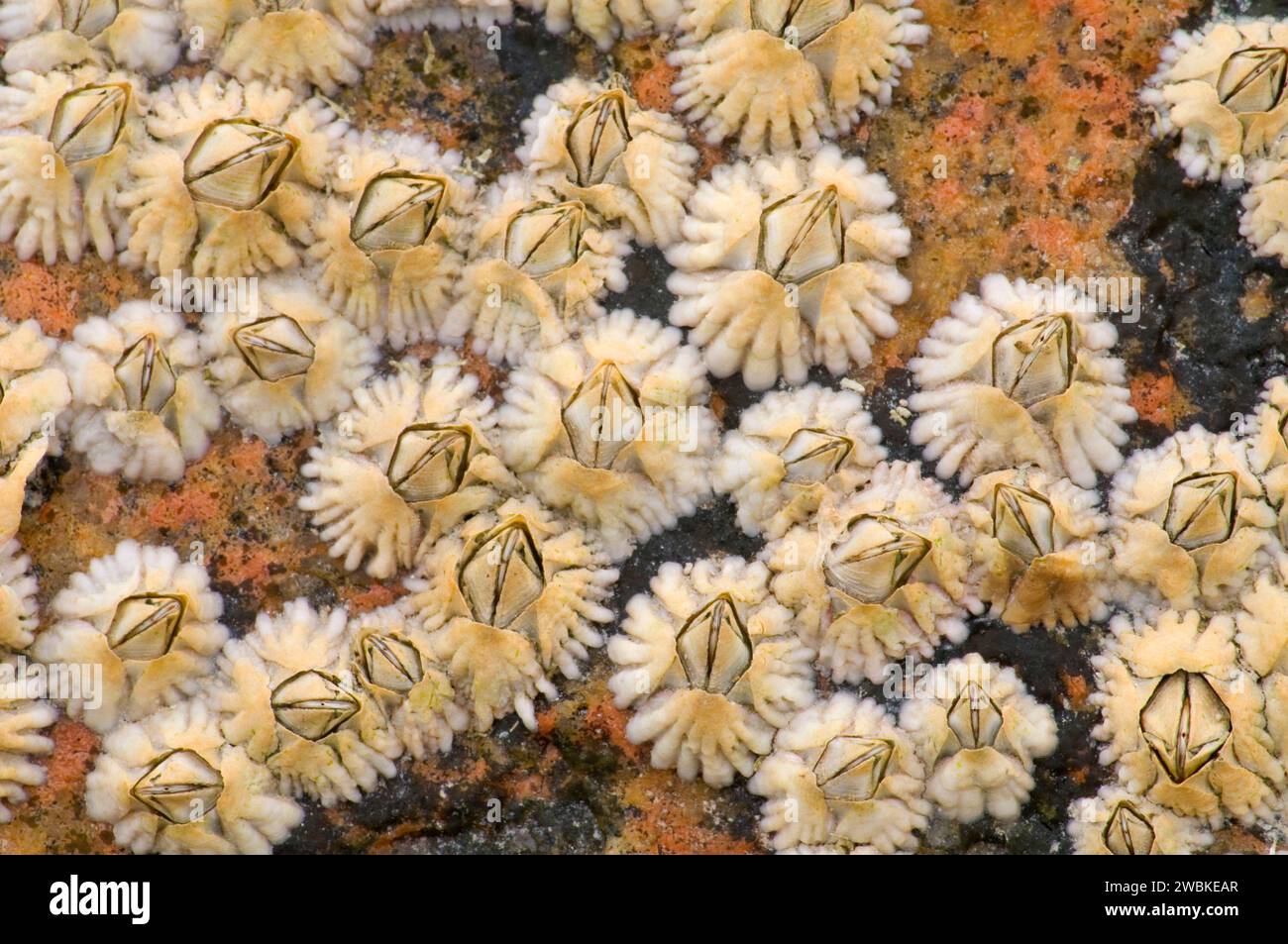 Barnacles hi-res stock photography and images - Alamy