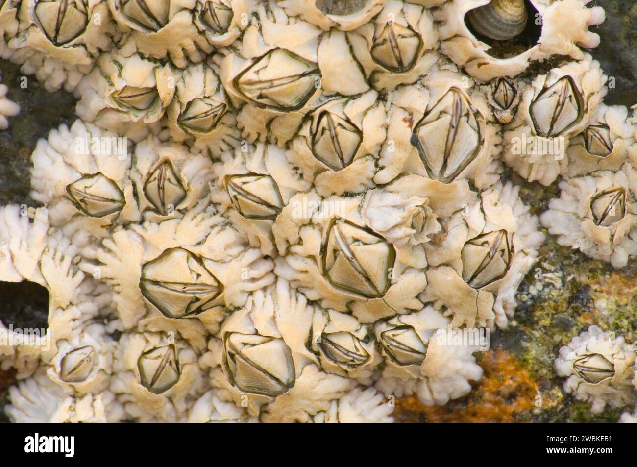 Pretty Marsh barnacles, Acadia National Park, Maine Stock Photo - Alamy