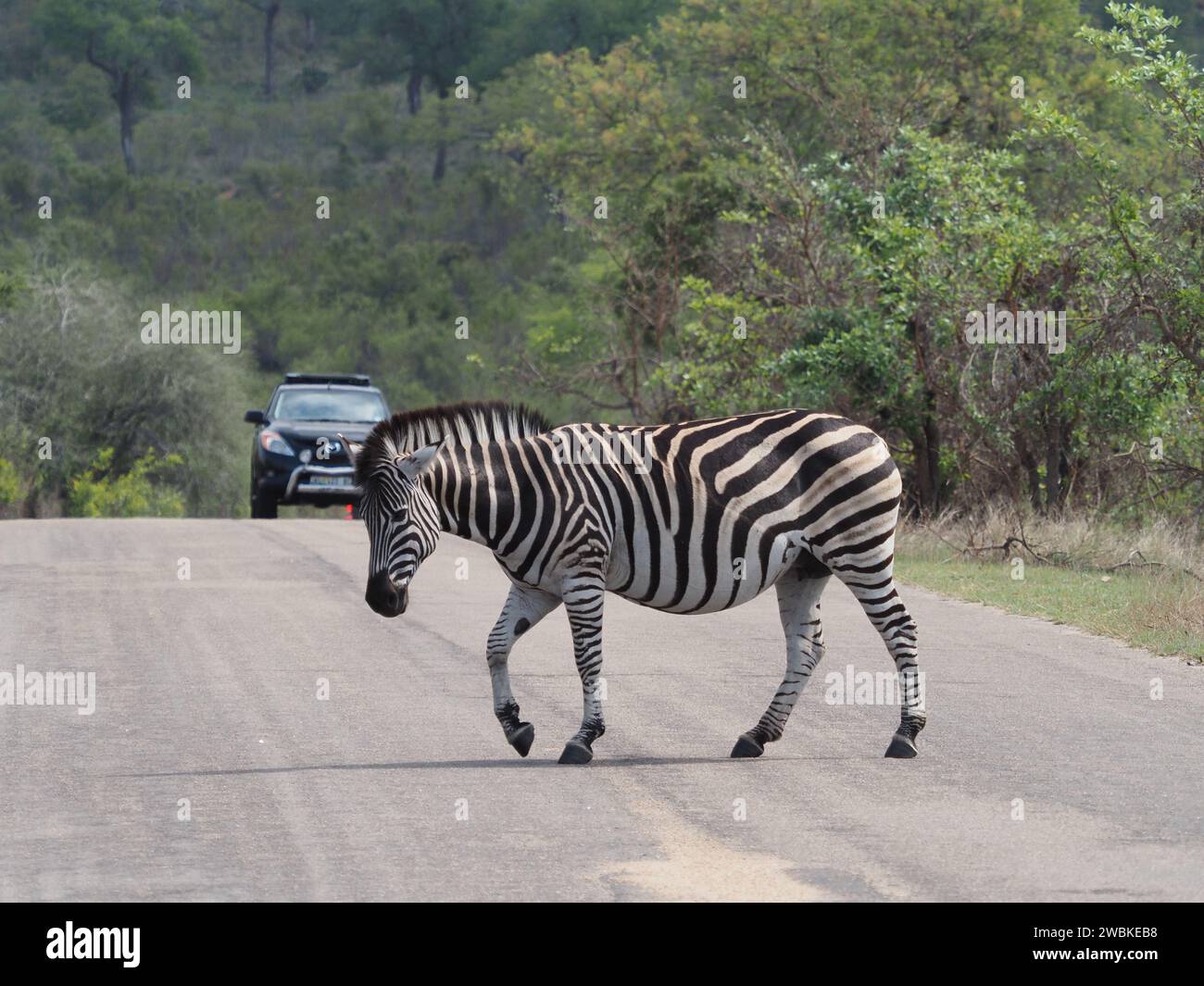 Zebra (equus quagga) crossing the road with a safari vehicle in the ...