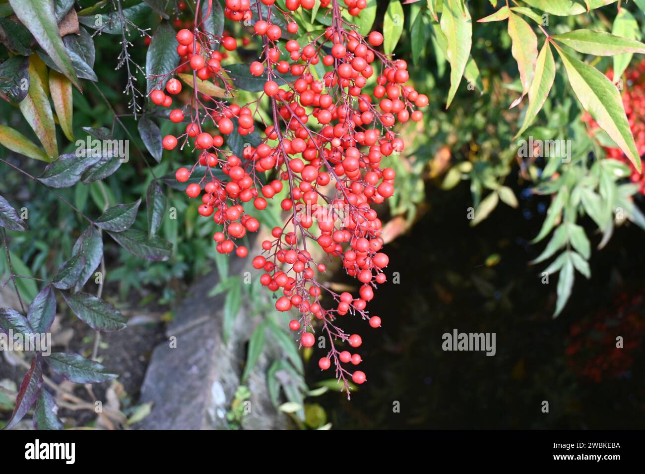 Bunch of red berries hi-res stock photography and images - Alamy