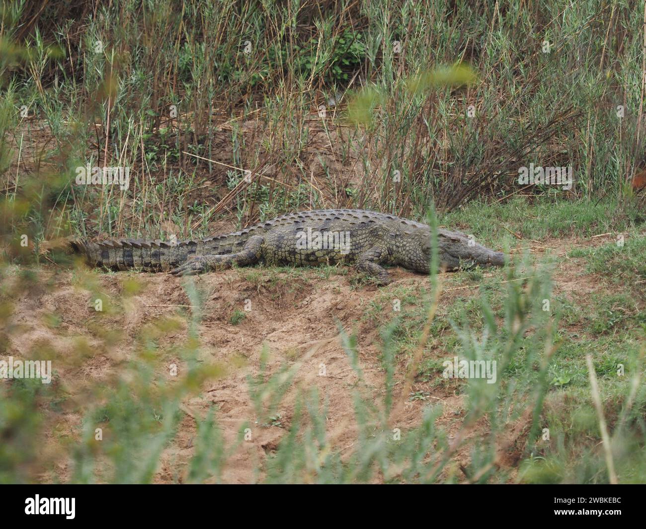 Large nile crocodile (crocodylus niloticus) resting on land near the ...