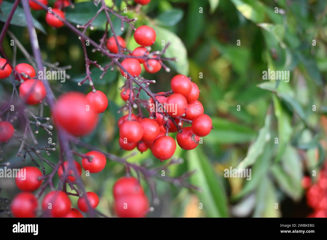 Ornamental outdoor hi-res stock photography and images - Alamy