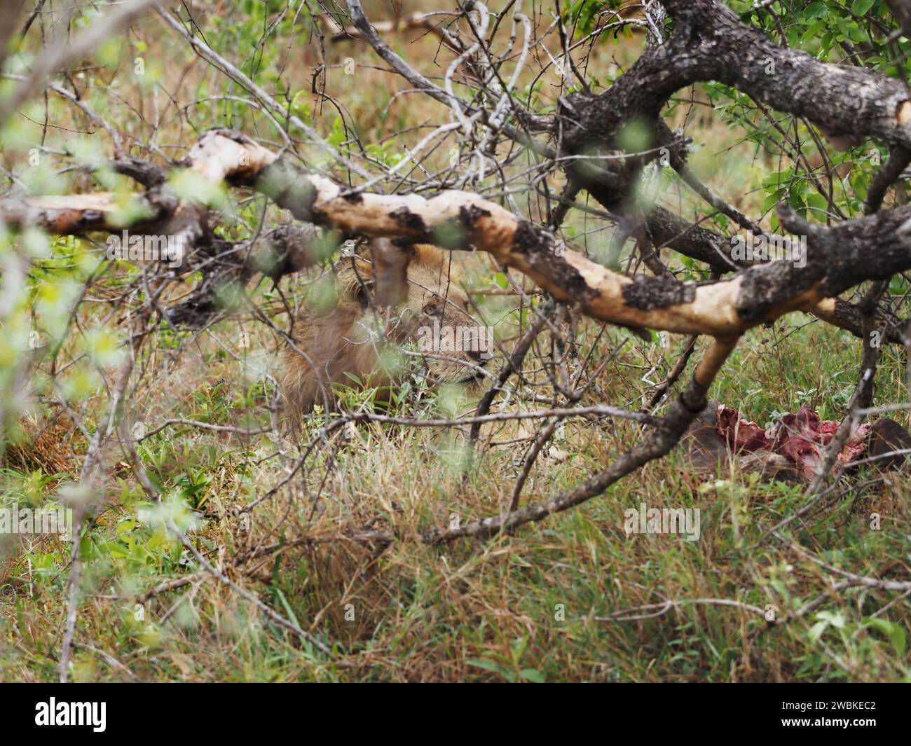 Lion resting after eating, with part of buffalo carcass next to it, in ...