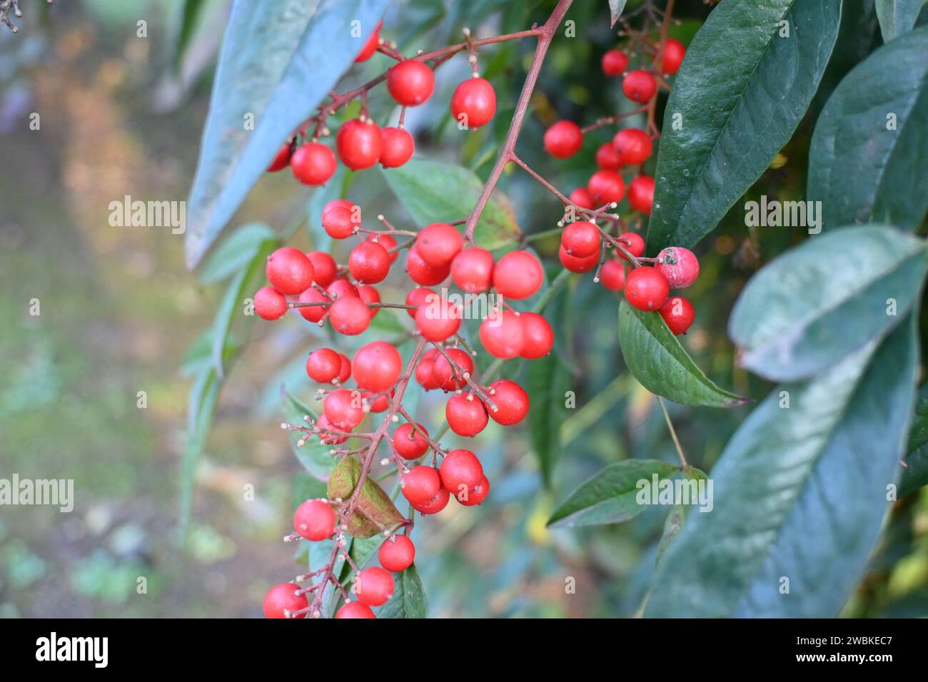 Ornamental plant with red berries Stock Photo - Alamy