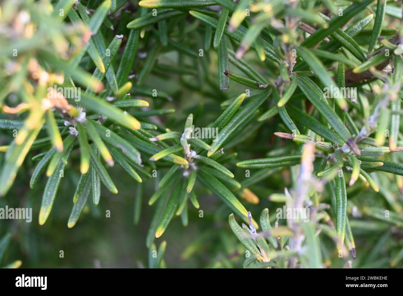 Rosemary environment hi-res stock photography and images - Alamy