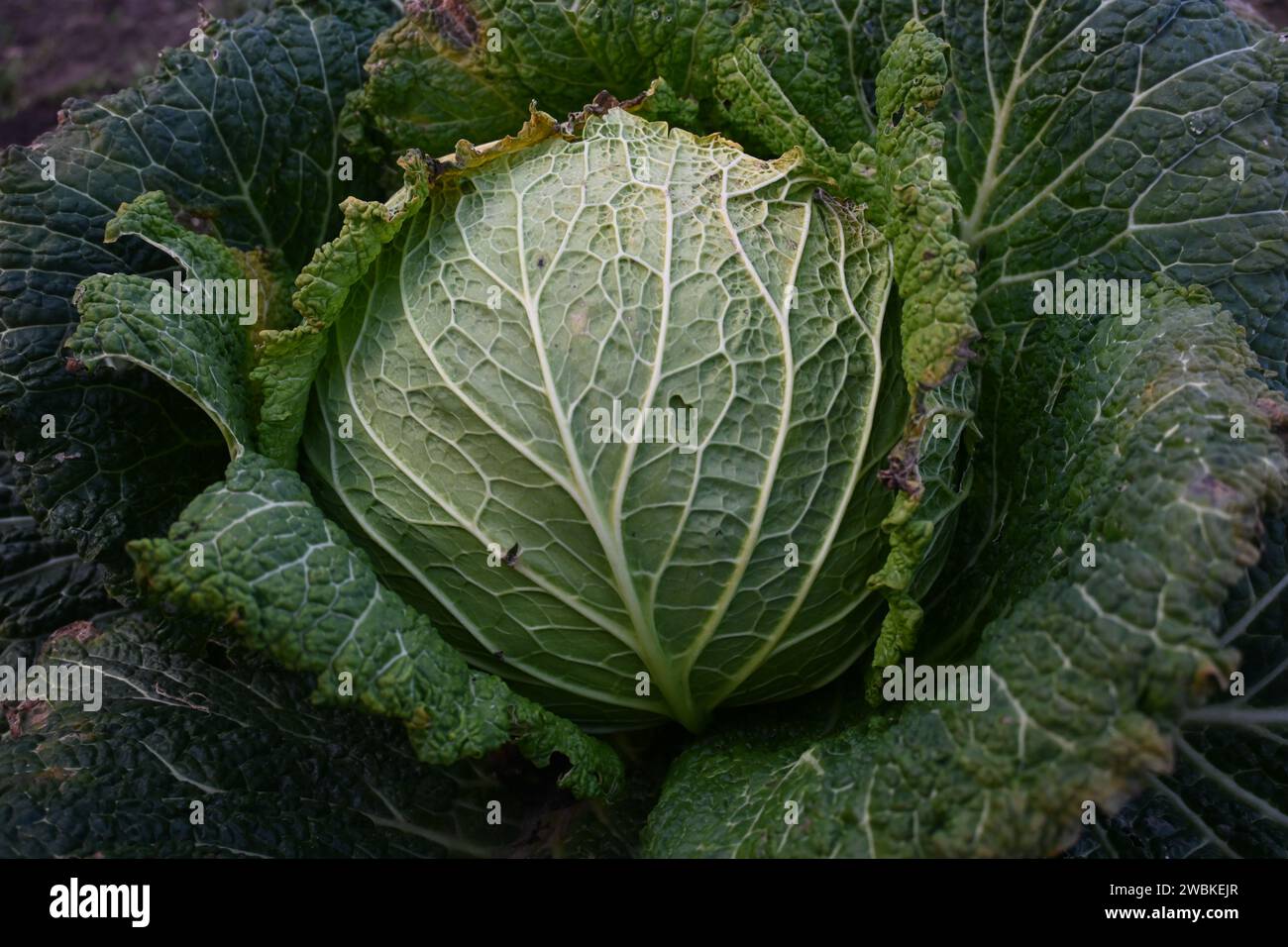 Vegetable (Savoy Cabbage Stock Photo - Alamy