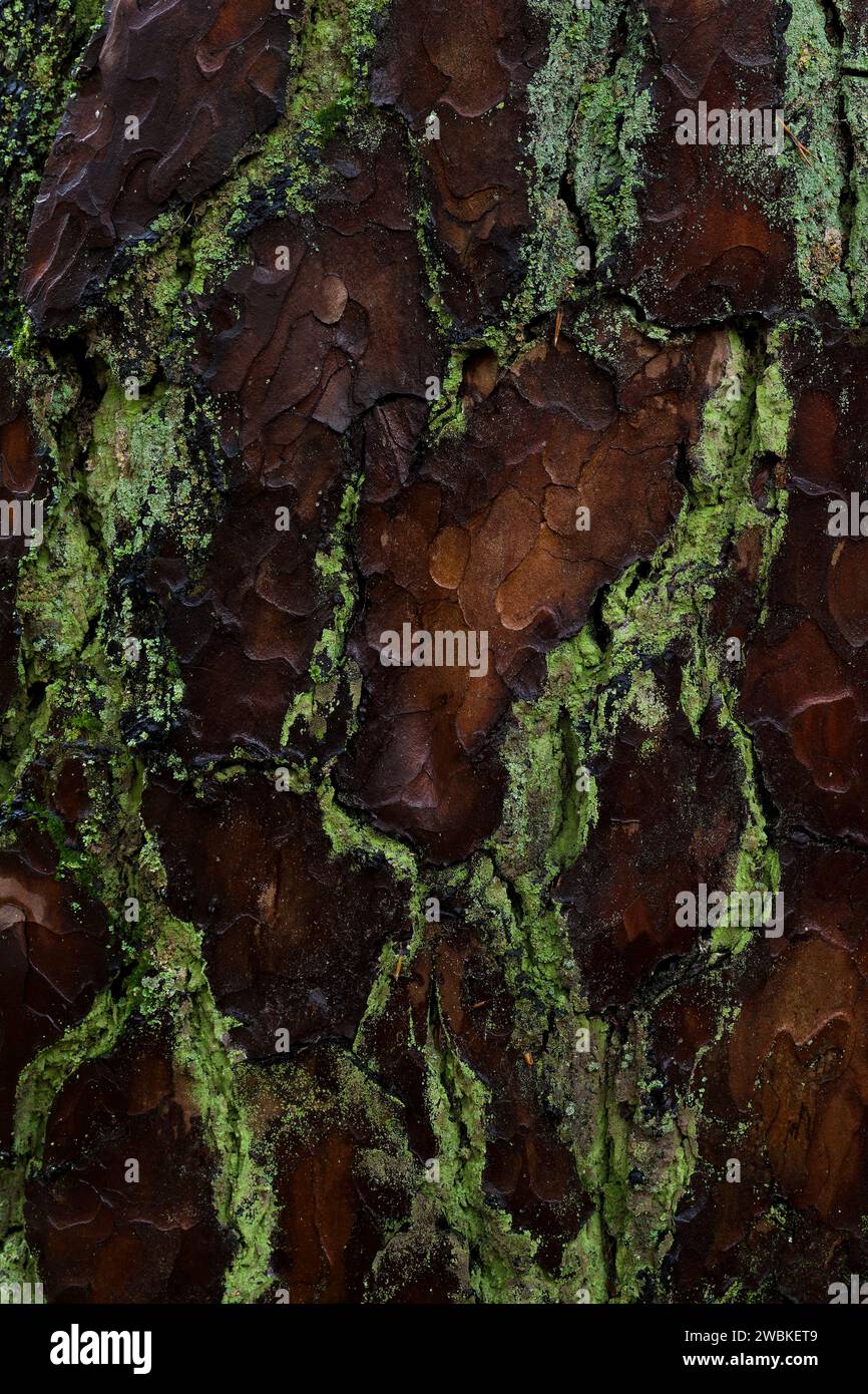 Scots pine lichen log hi-res stock photography and images - Alamy