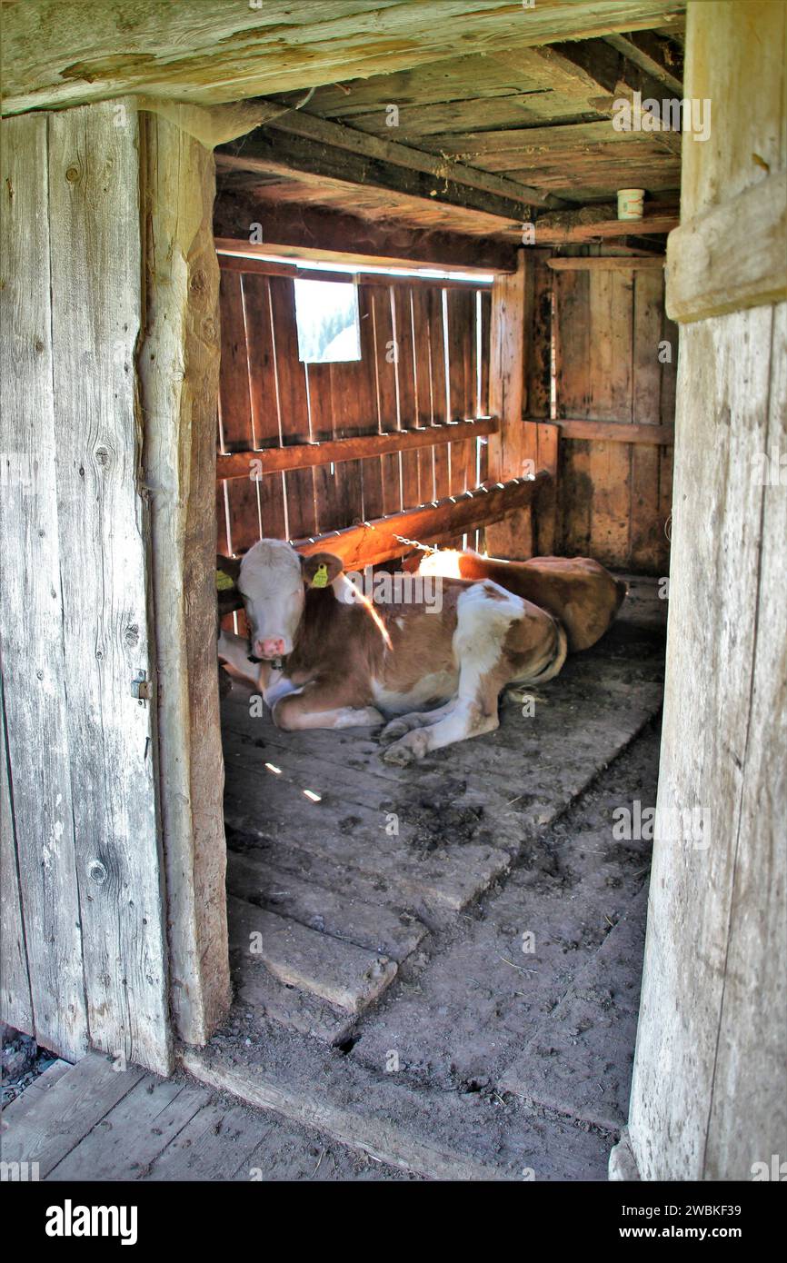 Cow_shed hi-res stock photography and images - Alamy