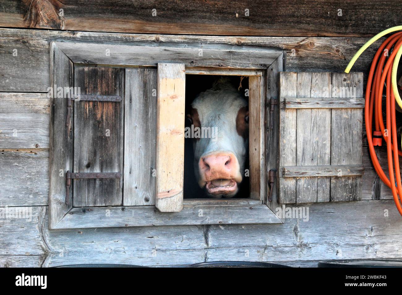 Calf in barn hi-res stock photography and images - Alamy