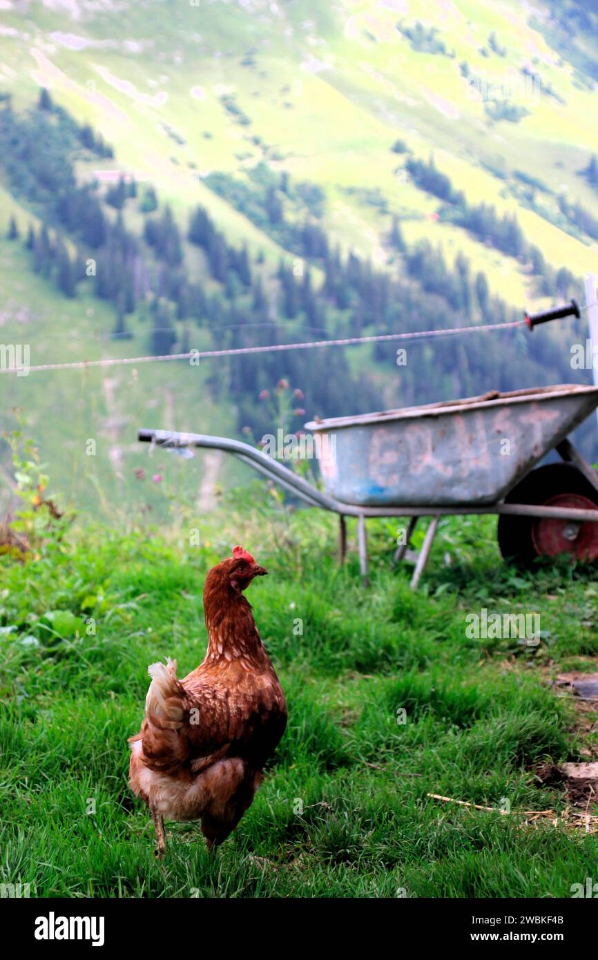 Free-range, happy chicken on a meadow near the Tiefenbachalm in the ...