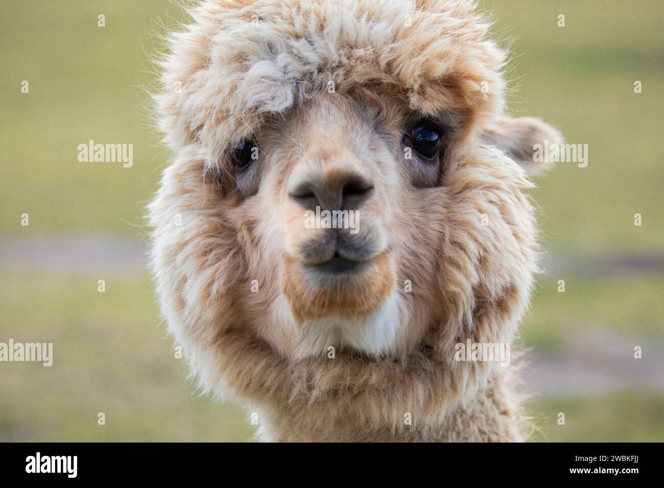 funny alpaca looking very close in camera portrait in detail selective ...