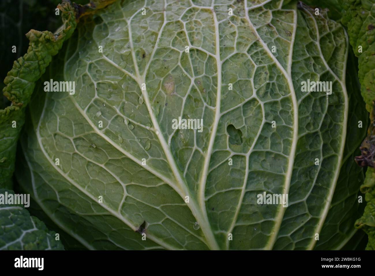 Savoy cabbage details hi-res stock photography and images - Alamy