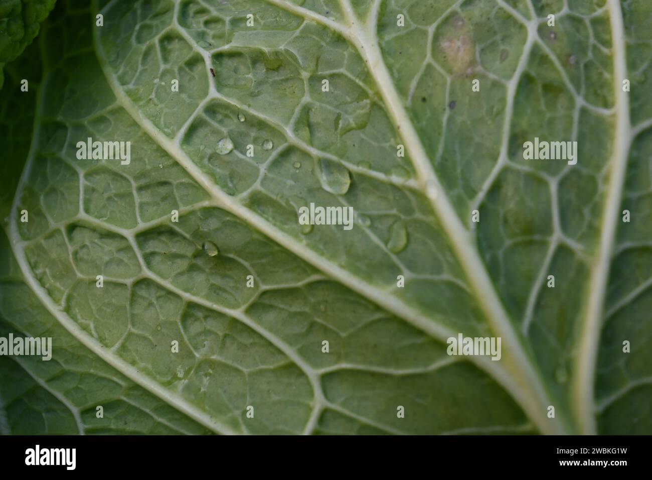 Cabbage disease hi-res stock photography and images - Alamy