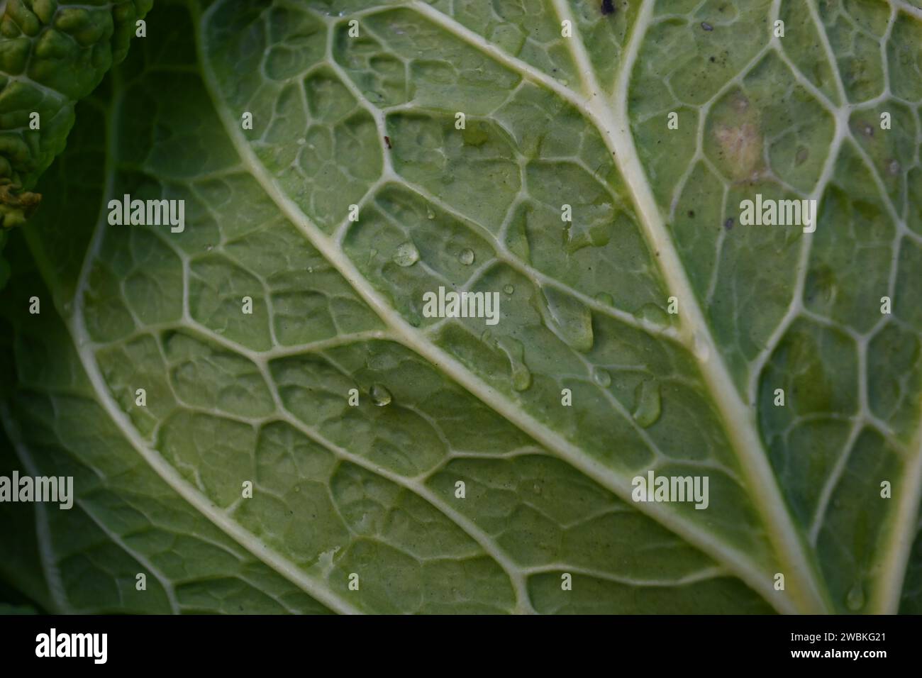 Vegetable with water drop Stock Photo - Alamy