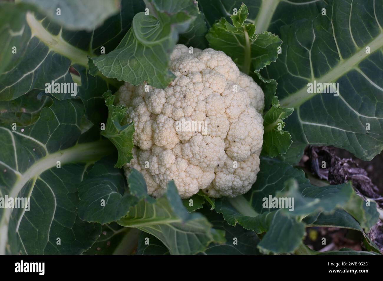 Cauliflower curd and leaves hi-res stock photography and images - Alamy