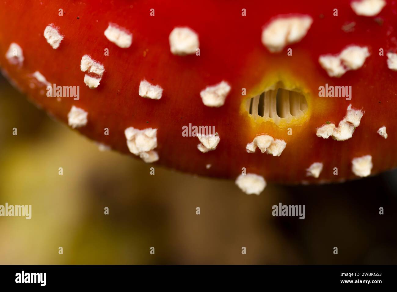 Fly agaric (Amanita muscaria), cap with feeding marks, close-up ...