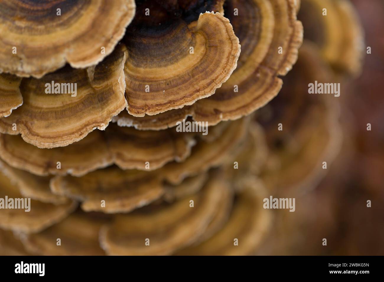 many-colored polypore (Trametes versicolor), tree fungi, Germany Stock ...