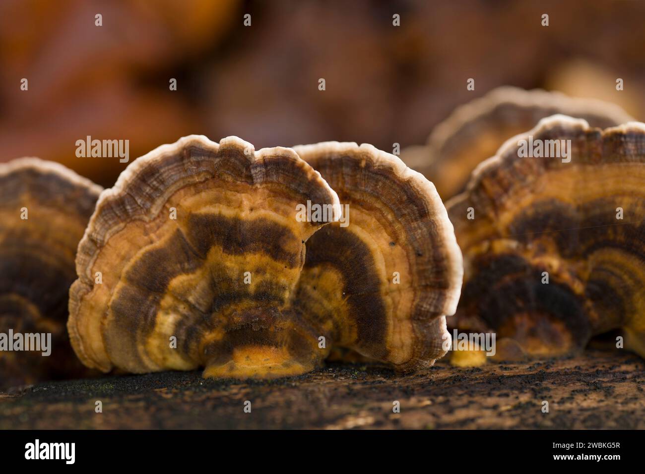 many-colored polypore (Trametes versicolor), tree fungi, Germany Stock ...