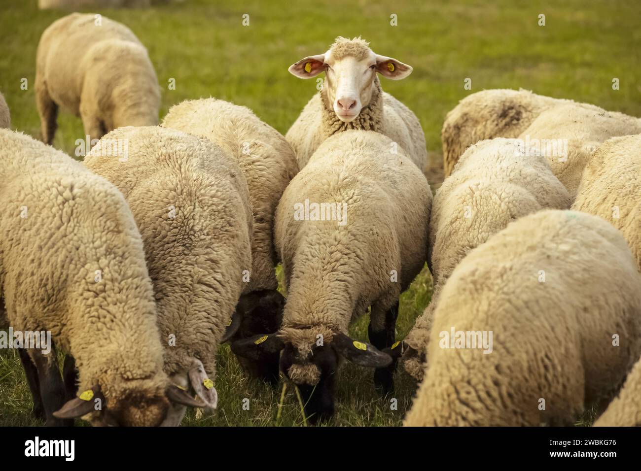 Purebred sheep hi-res stock photography and images - Alamy