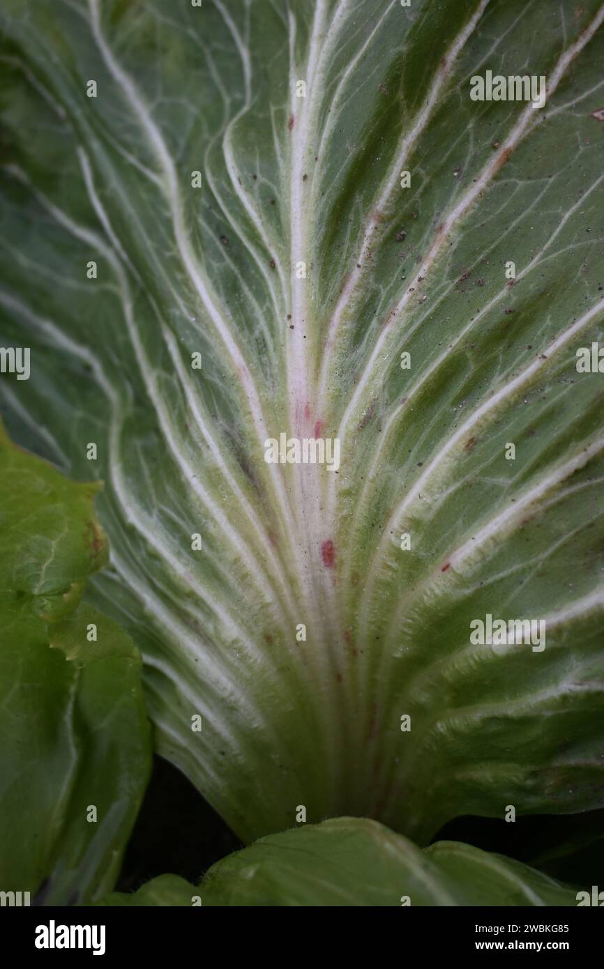 Vegetable details hi-res stock photography and images - Alamy