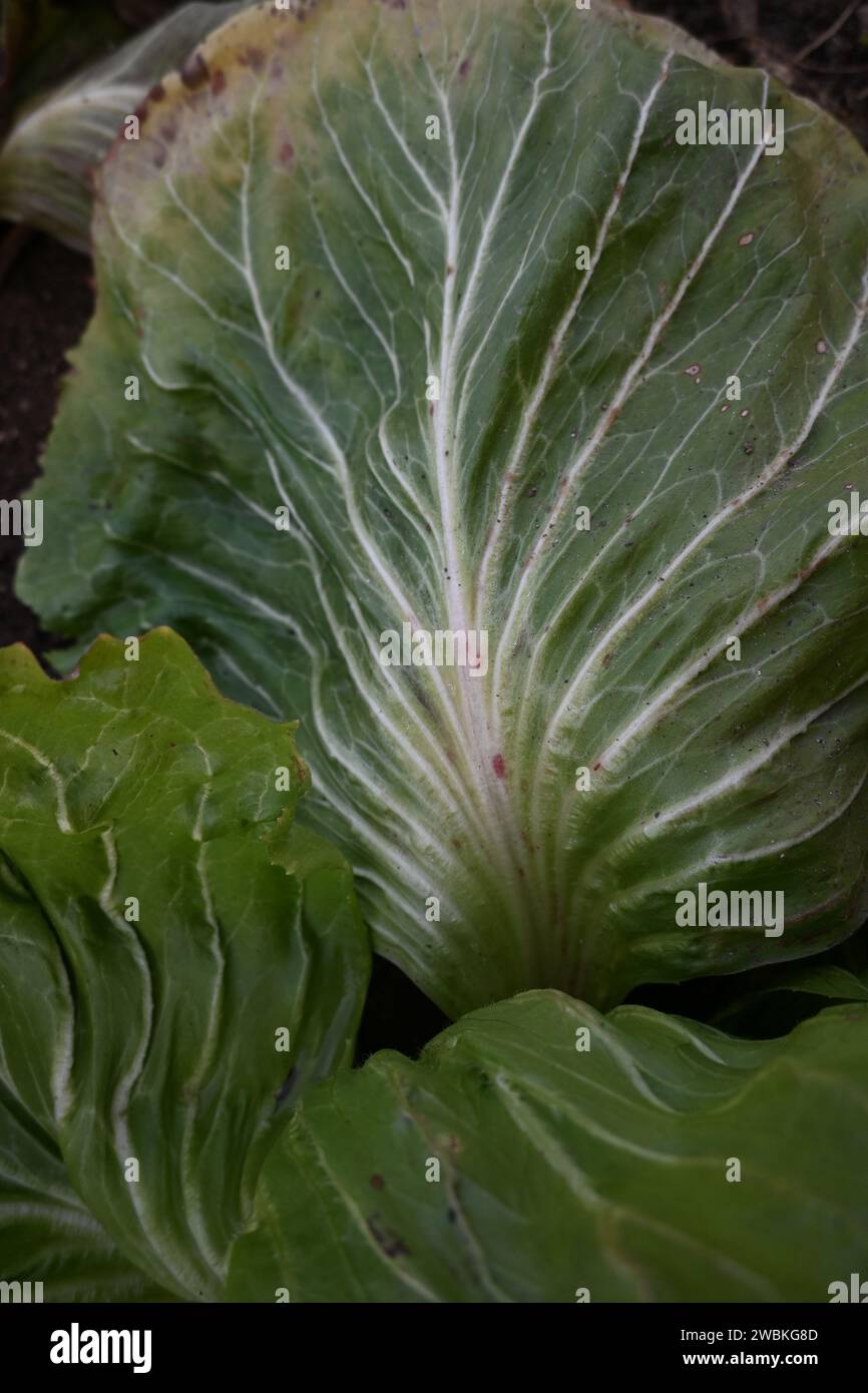 Treviso radicchio hi-res stock photography and images - Alamy
