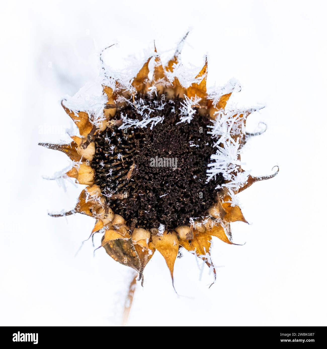 Winter blooming flower Cut Out Stock Images & Pictures - Alamy