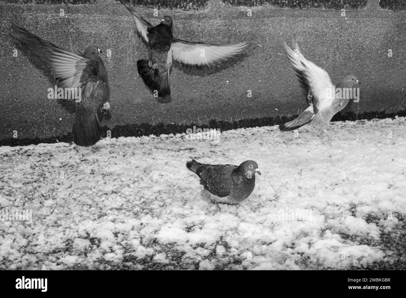 Pigeons in winter season snow Black and White Stock Photos & Images - Alamy