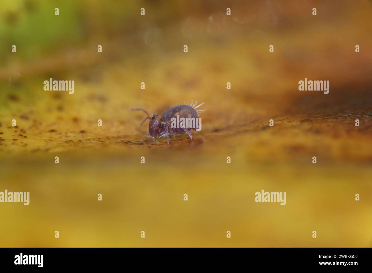 Cercis siliquastrum insect hi-res stock photography and images - Alamy