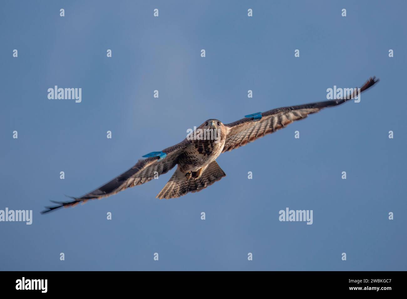 Female buzzard marked and ringed for research purposes in flight ...