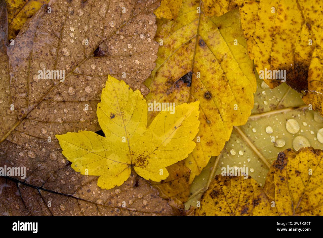 colorful leaves of mountain maple with water drops, autumn mood, top ...