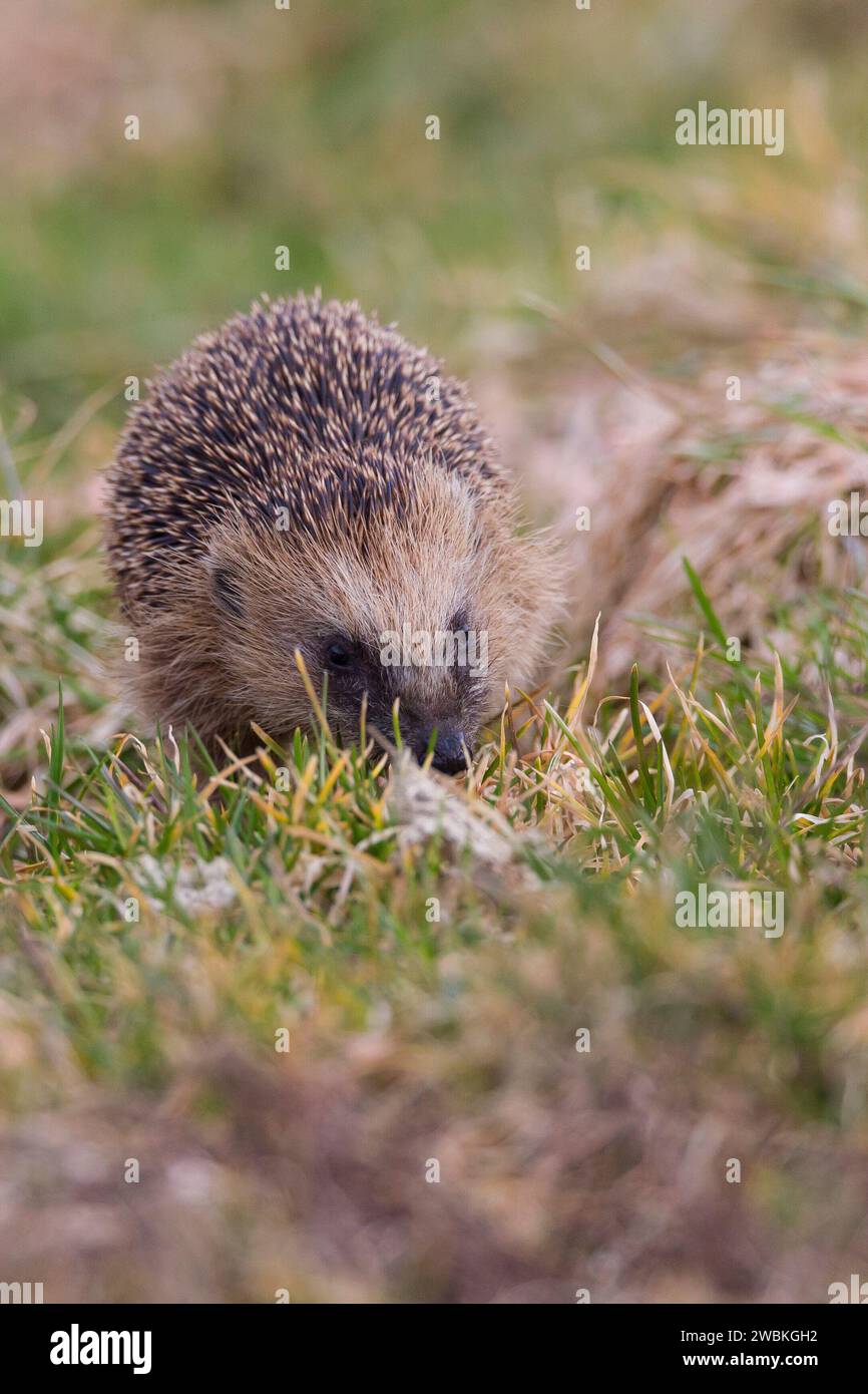 Hedgehog, Erinaceus europaeus, spiny animal, animal of the year 2024 ...