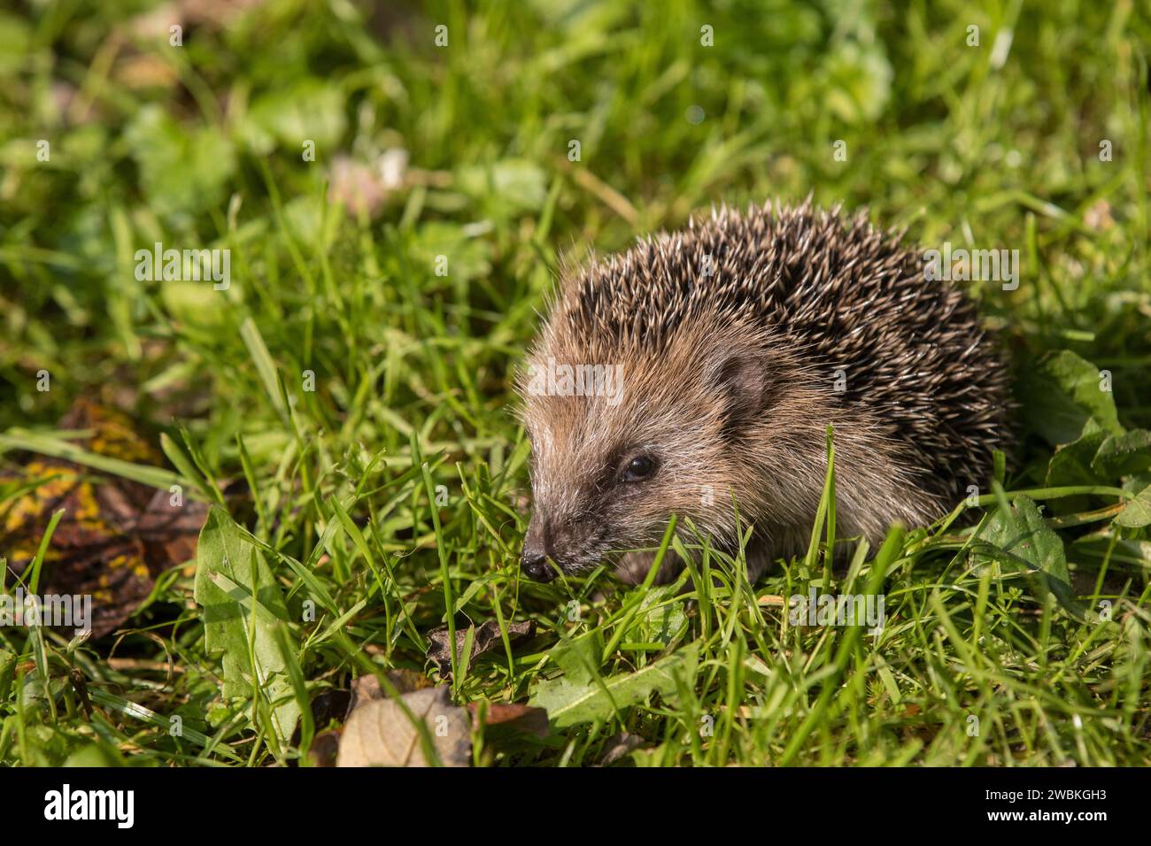 Hedgehog, Erinaceus europaeus, spiny animal, animal of the year 2024 ...