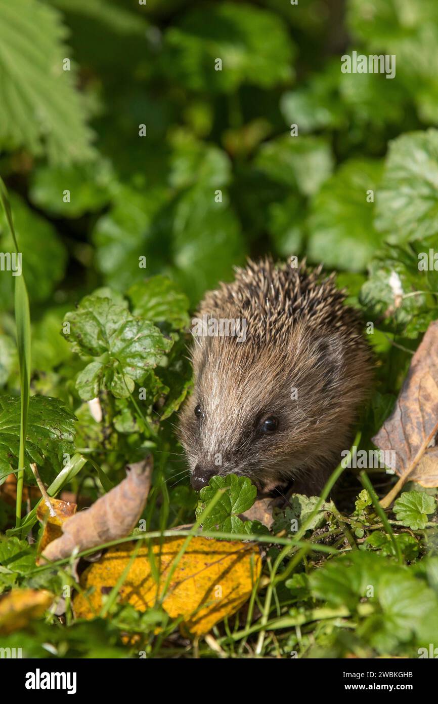 Western European Hedgehog