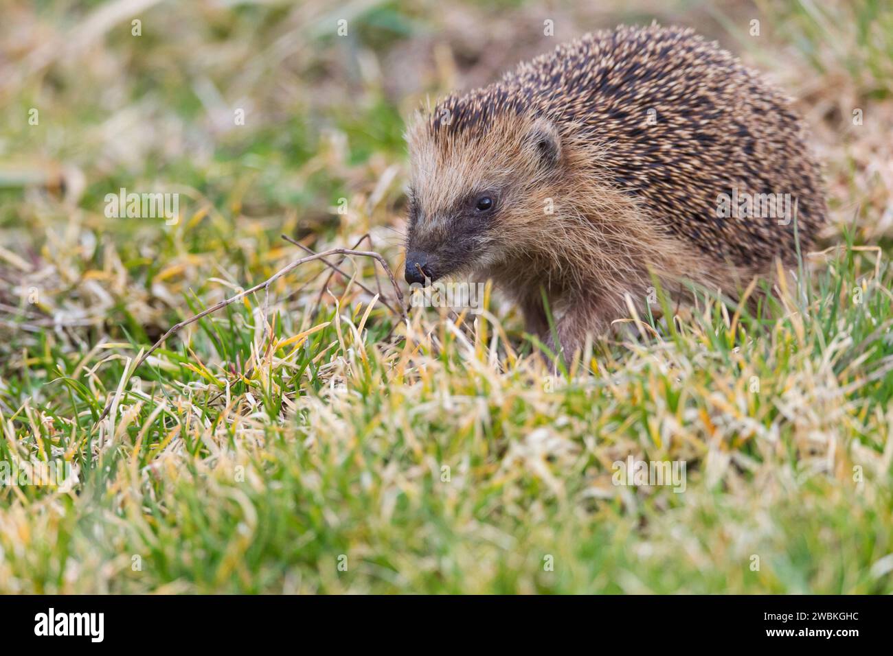 Hedgehog, Erinaceus europaeus, spiny animal, animal of the year 2024 ...