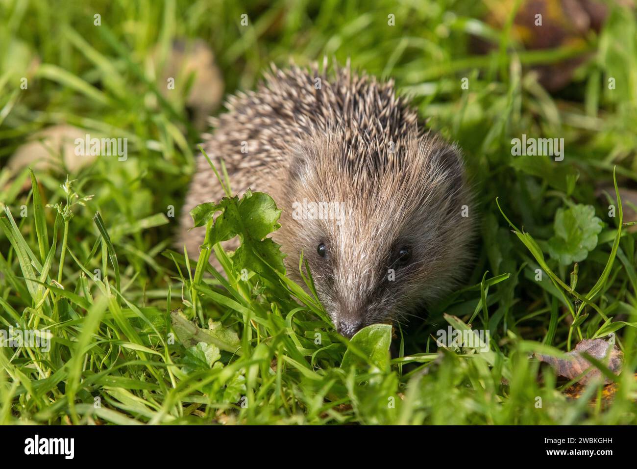 Hedgehog, Erinaceus europaeus, spiny animal, animal of the year 2024 ...