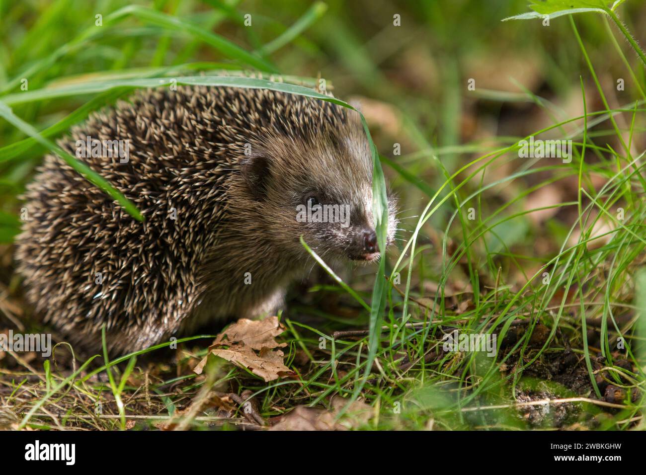 Hedgehog, Erinaceus europaeus, spiny animal, animal of the year 2024 ...