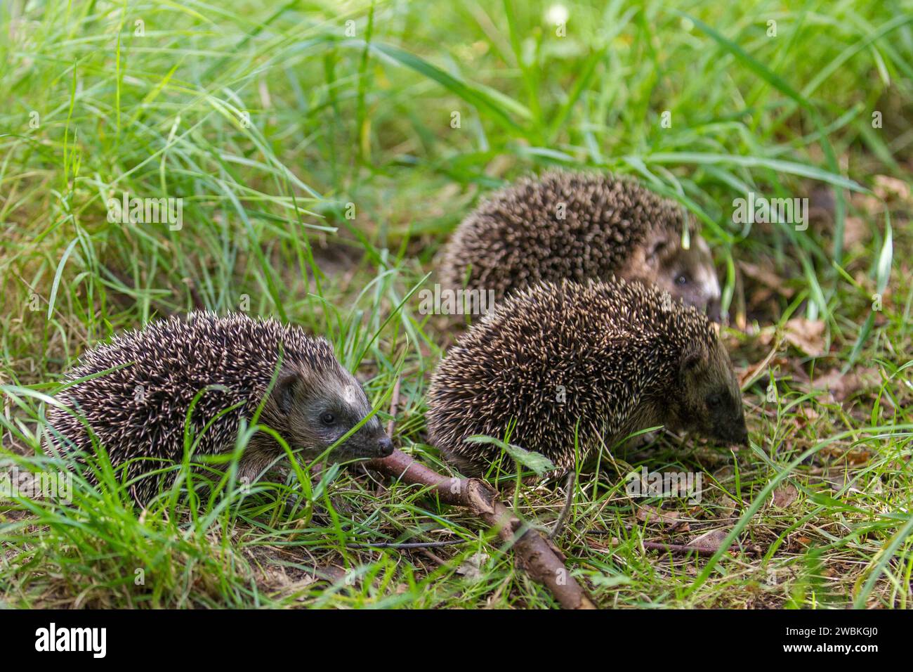 Hedgehog, Erinaceus europaeus, spiny animal, animal of the year 2024 ...