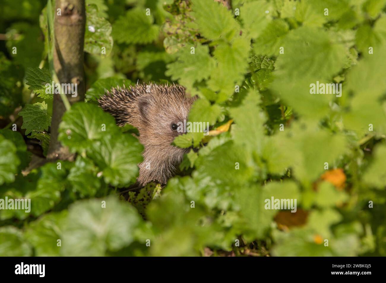Hedgehog, Erinaceus europaeus, spiny animal, animal of the year 2024 ...