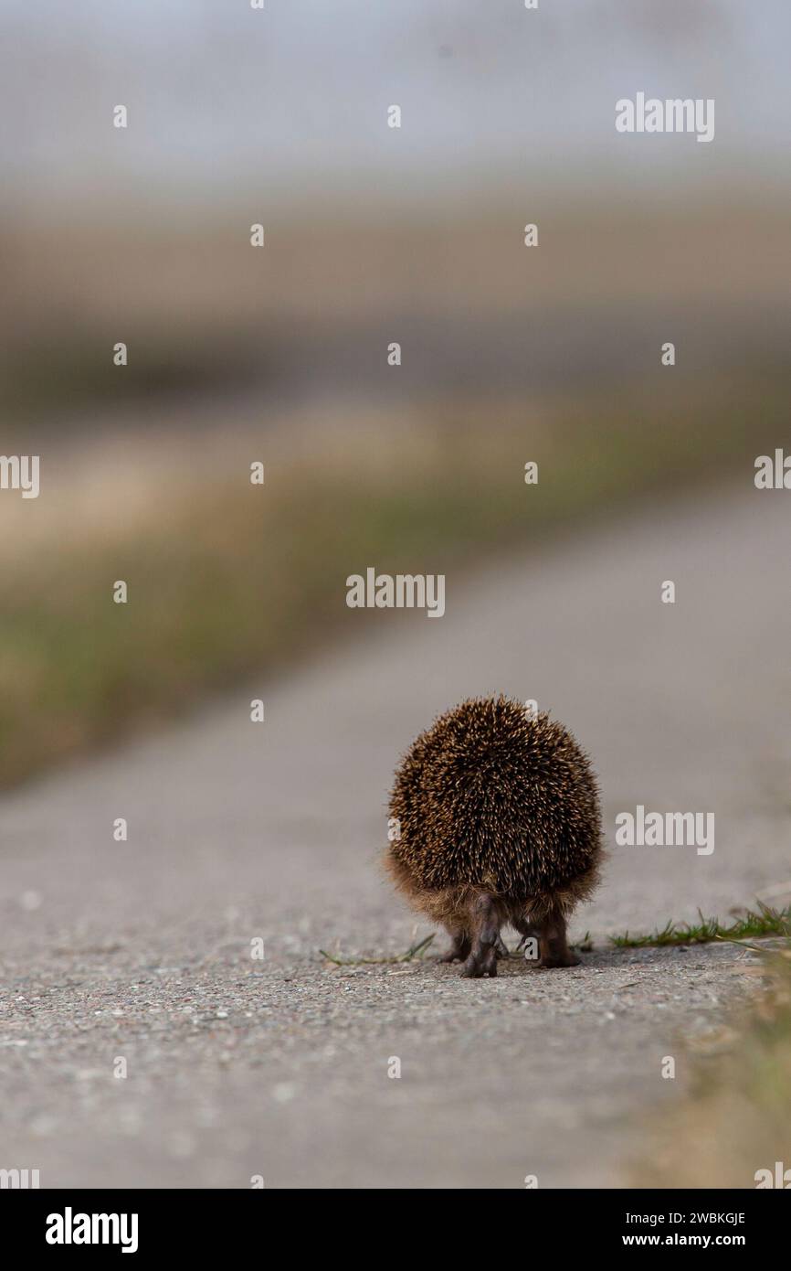 Hedgehog, Erinaceus europaeus, spiny animal, animal of the year 2024 ...