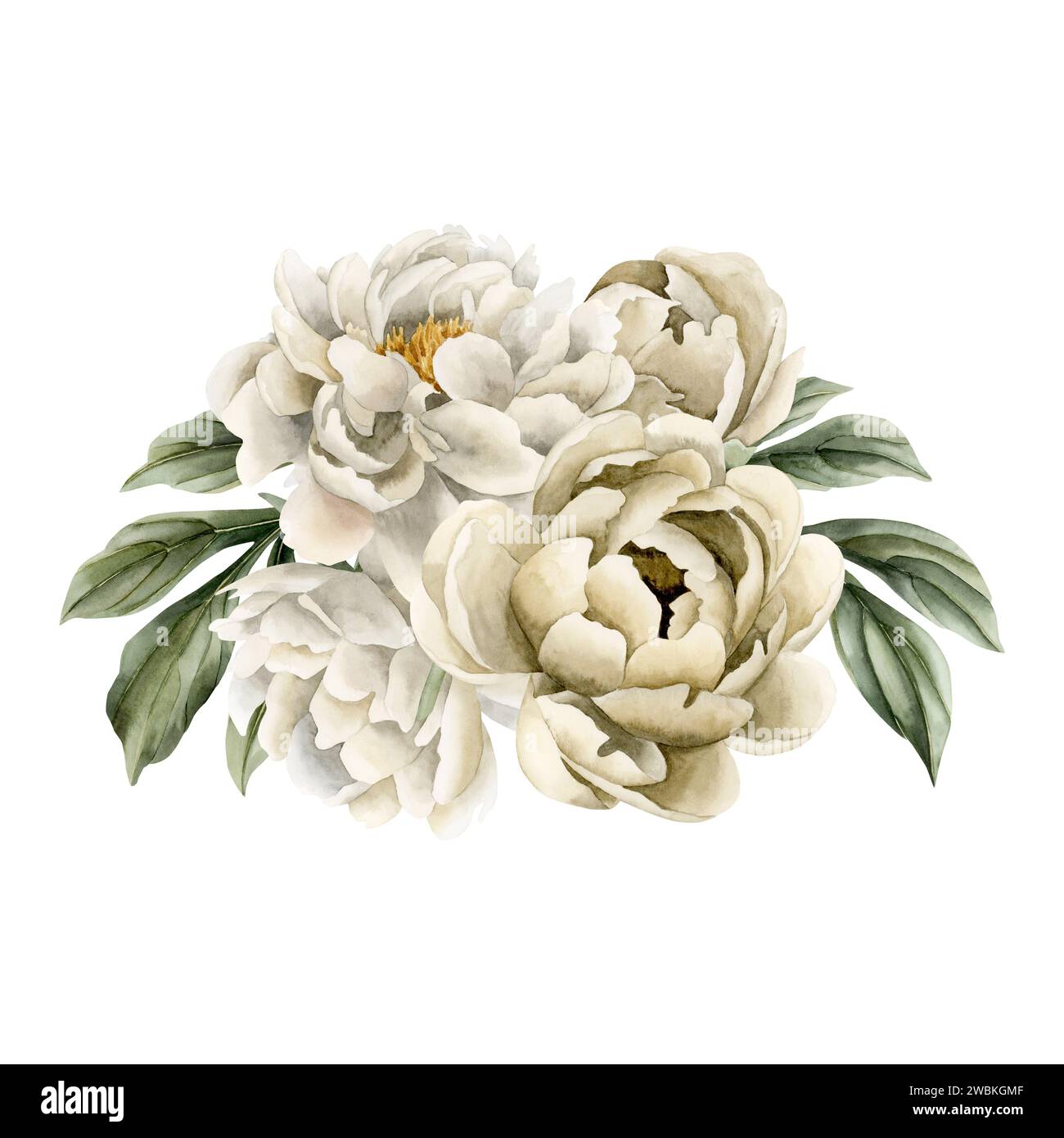 Composition of white and beige peony flowers, buds and green leaves ...